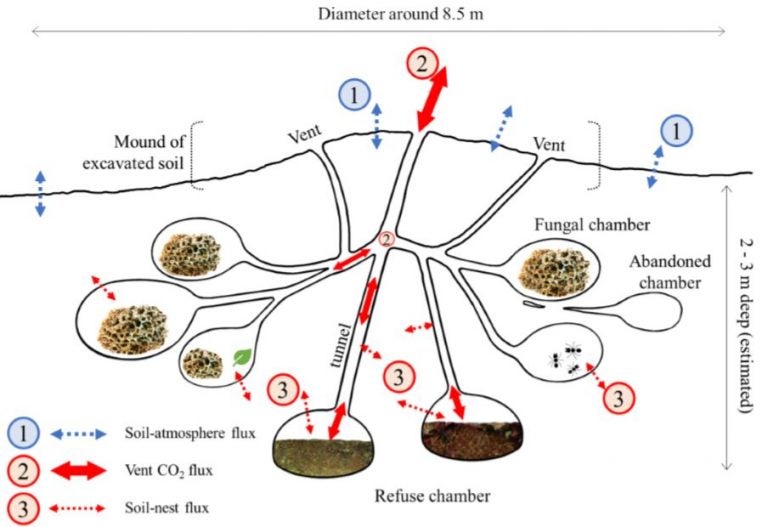 Leaf Cutter Ants Nest
